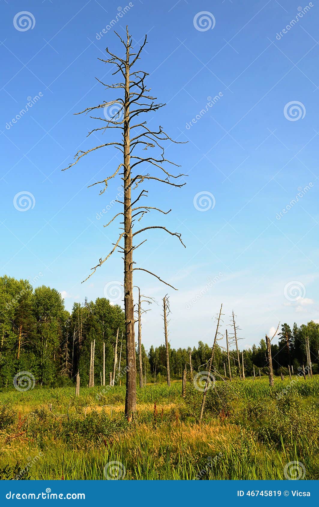 Withered Trees in the Swamp Stock Image - Image of green, branches ...