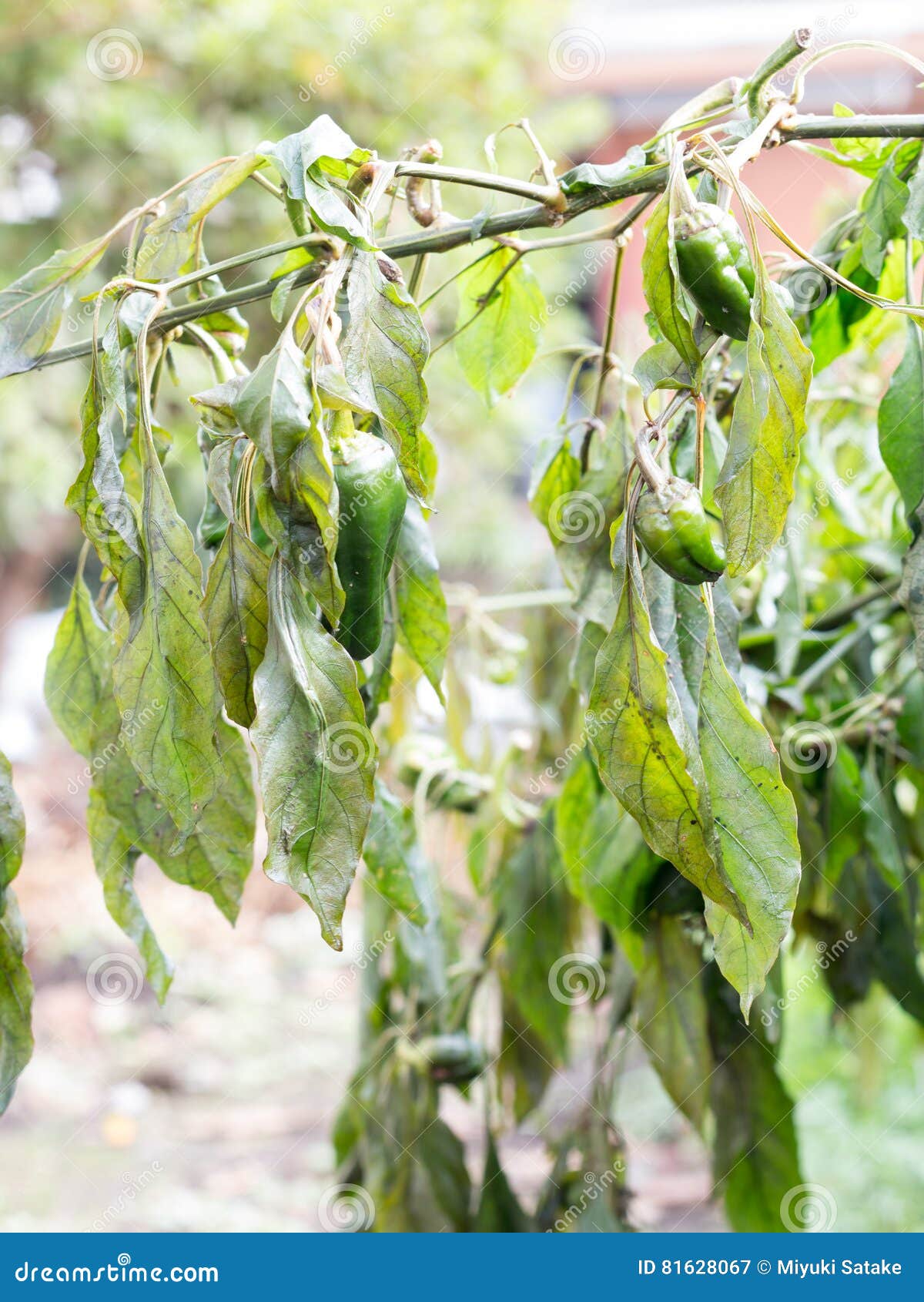 Withered Vegetable Trees on Farm by Cold Whether. Bell Pepper Stock ...