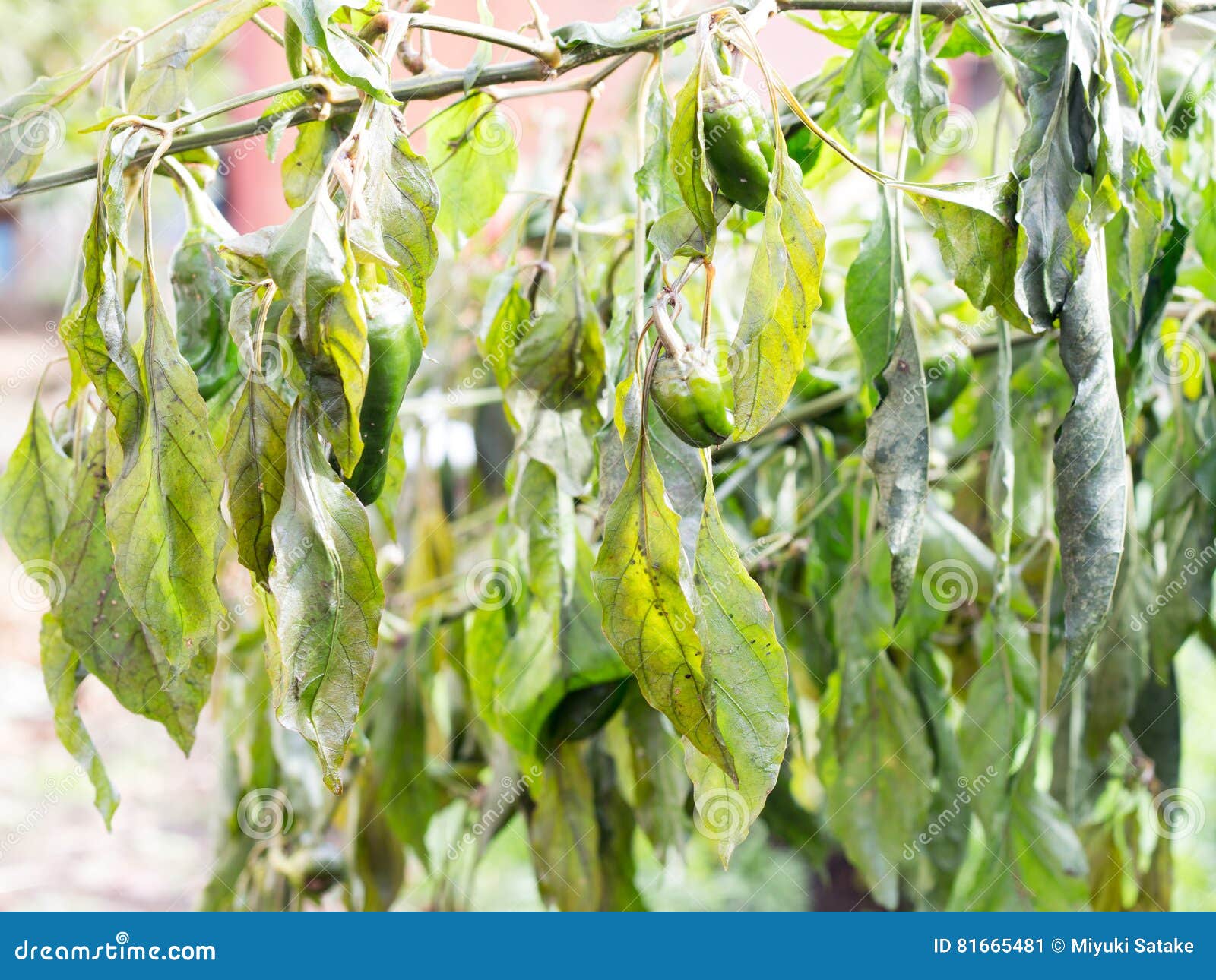 Withered Vegetable Trees on Farm by Cold Whether. Bell Pepper Stock ...