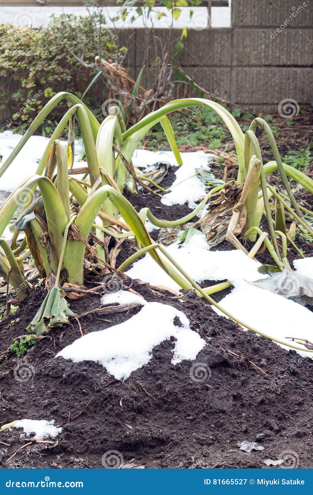 Withered Vegetable Trees on Farm by Cold Whether, Taro Stock Image ...