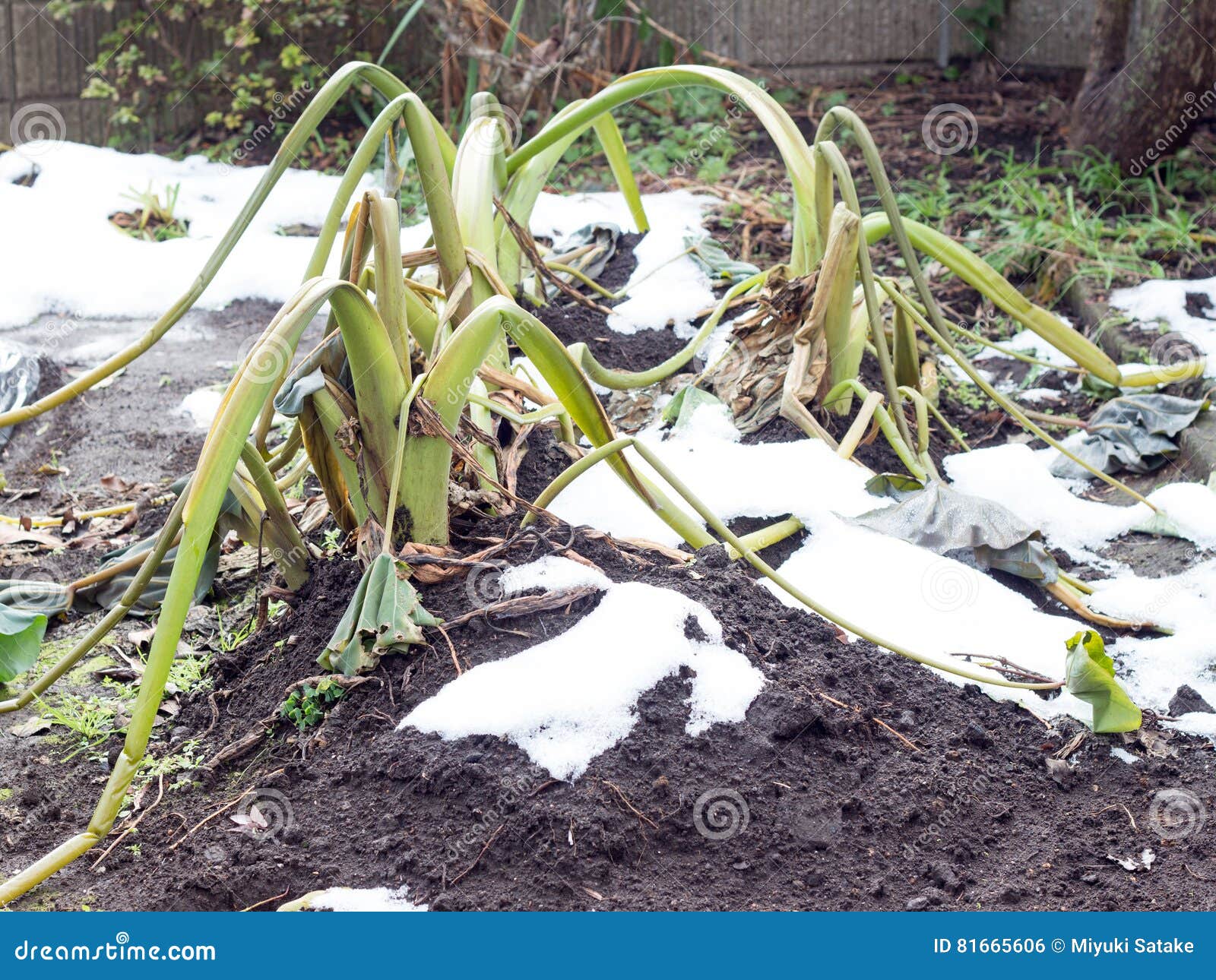 Withered Vegetable Trees on Farm by Cold Whether, Taro Stock Photo ...