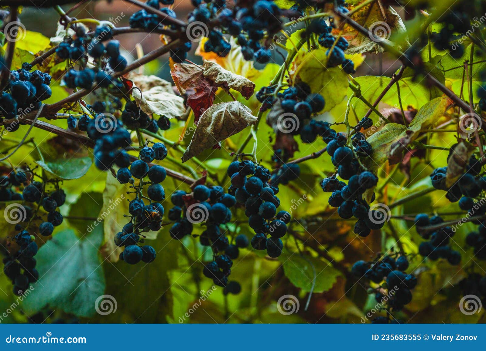 Withered Vine Branches with Grapes Stock Image - Image of agriculture ...