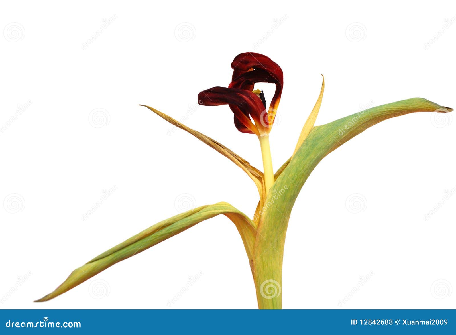 Withered Violet Tulip Stock Photos - Free & Royalty-Free Stock Photos ...