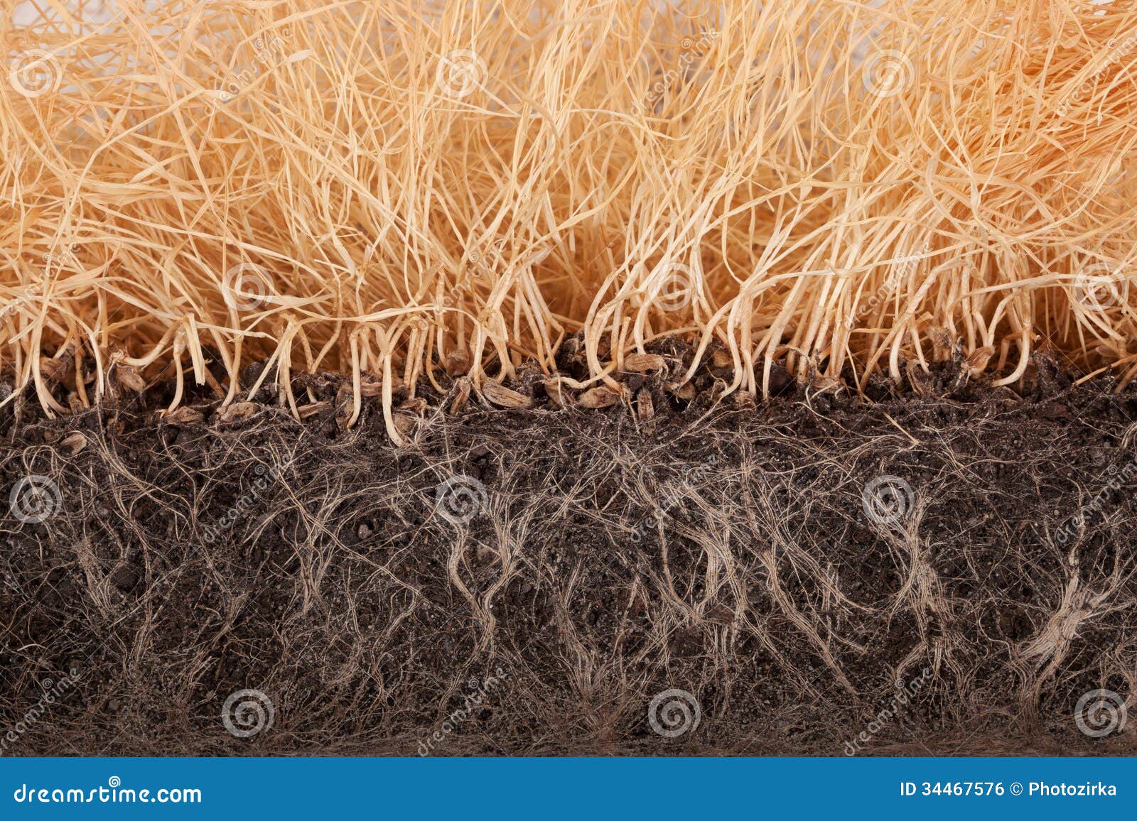 Withered wheat germ stock photo. Image of grain, agriculture - 34467576