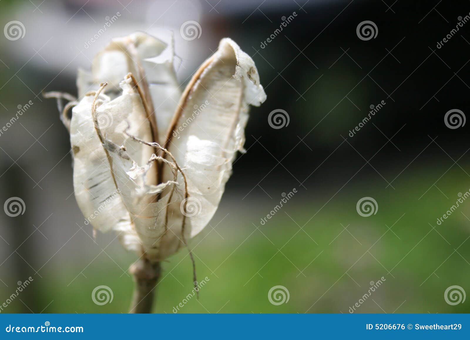 Withered white flower stock photo. Image of flora, dying - 5206676