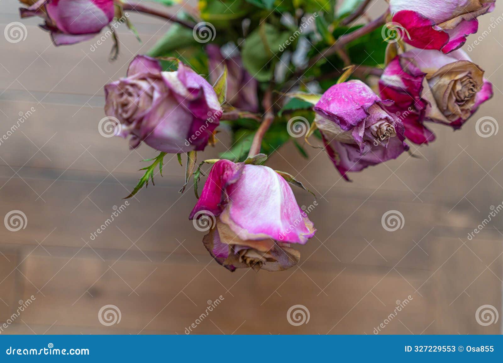 A Withered Wilted Dried Bouquet of Red Roses Stock Image - Image of ...
