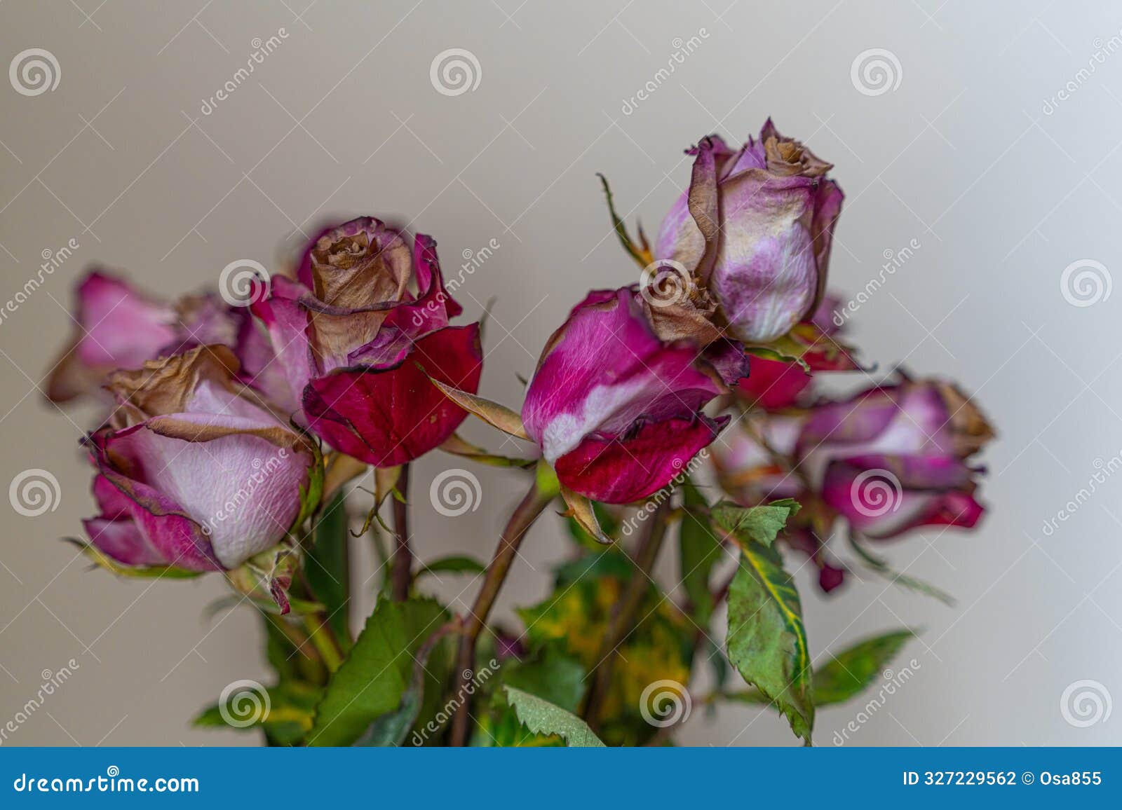 A Withered Wilted Dried Bouquet of Red Roses Stock Photo - Image of ...