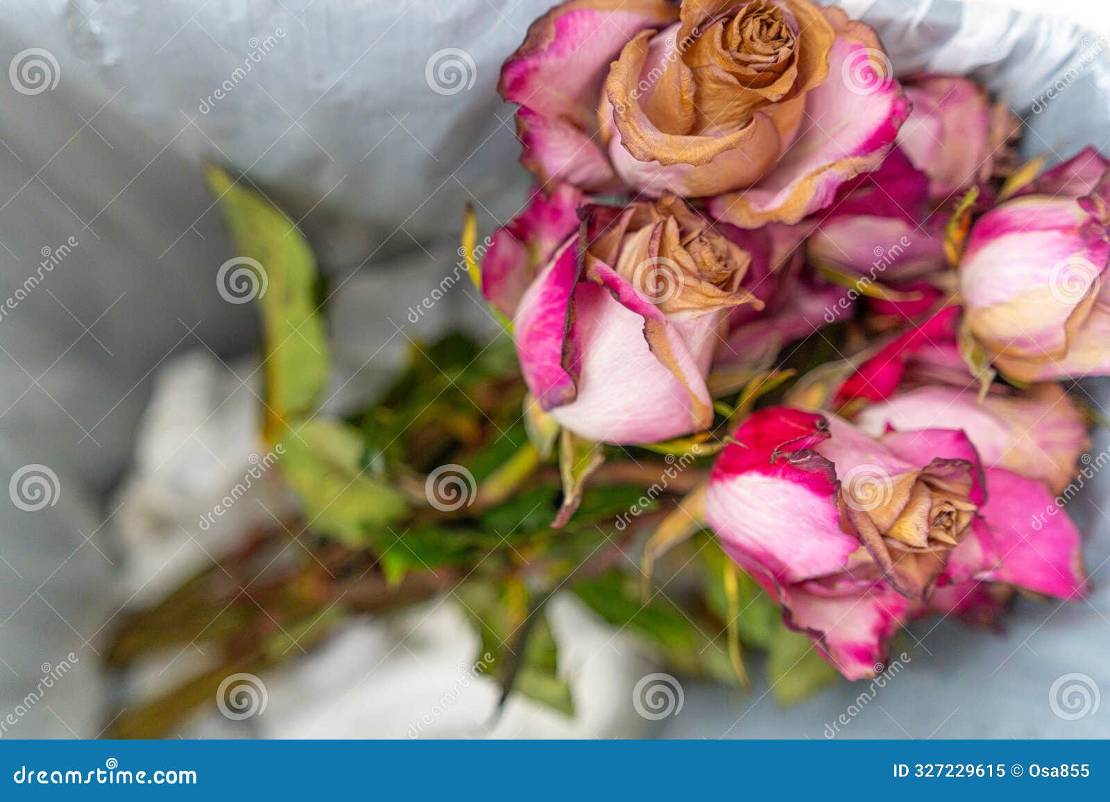 A Withered Wilted Dried Bouquet of Red Roses Stock Image - Image of ...