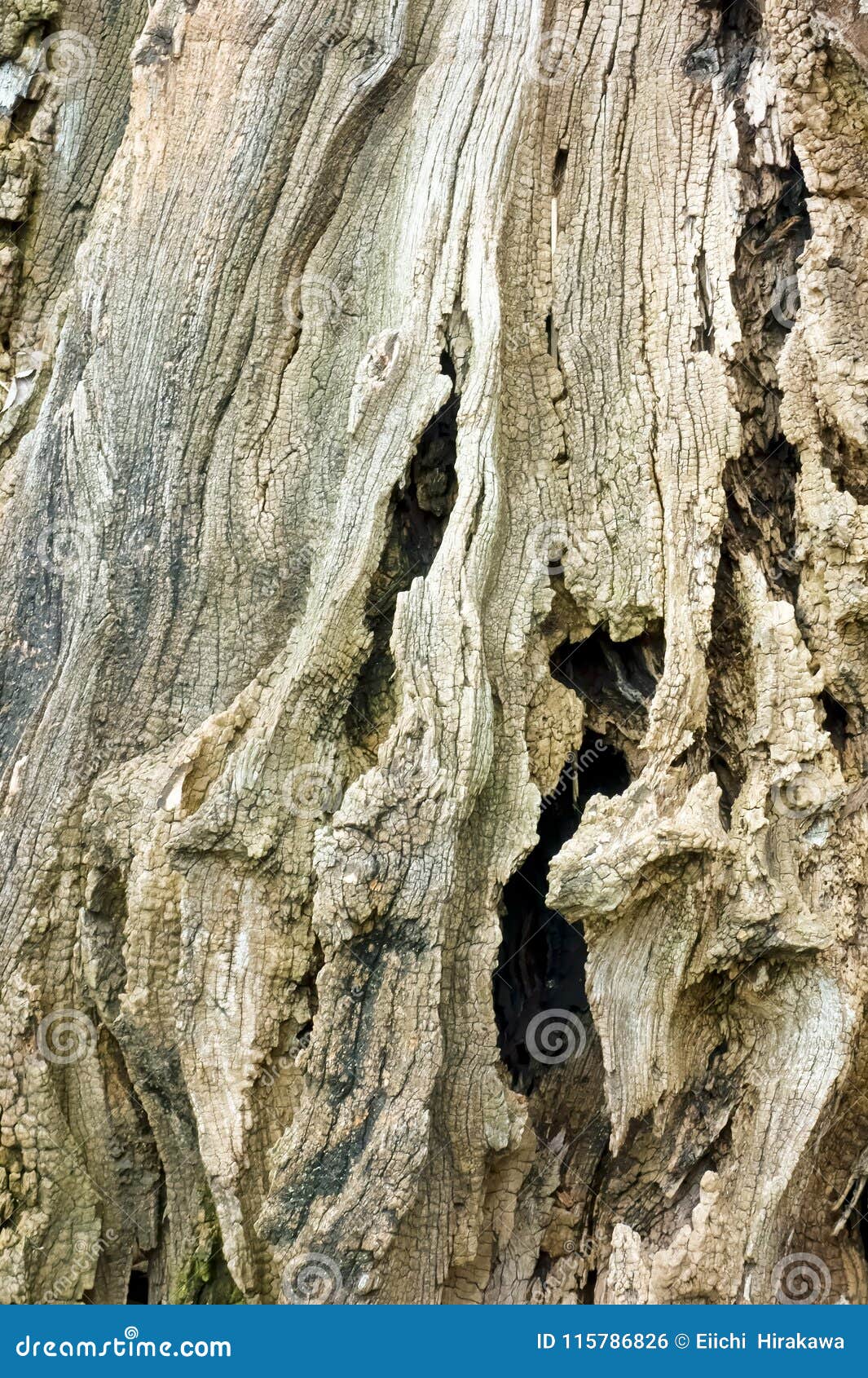 Trunk of dead trees stock photo. Image of decaying, dead - 115786826