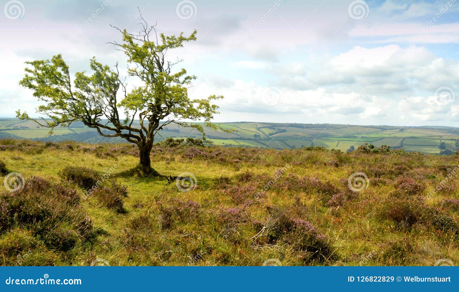 Exmoor tree stock image. Image of england, tree, withered - 126822829