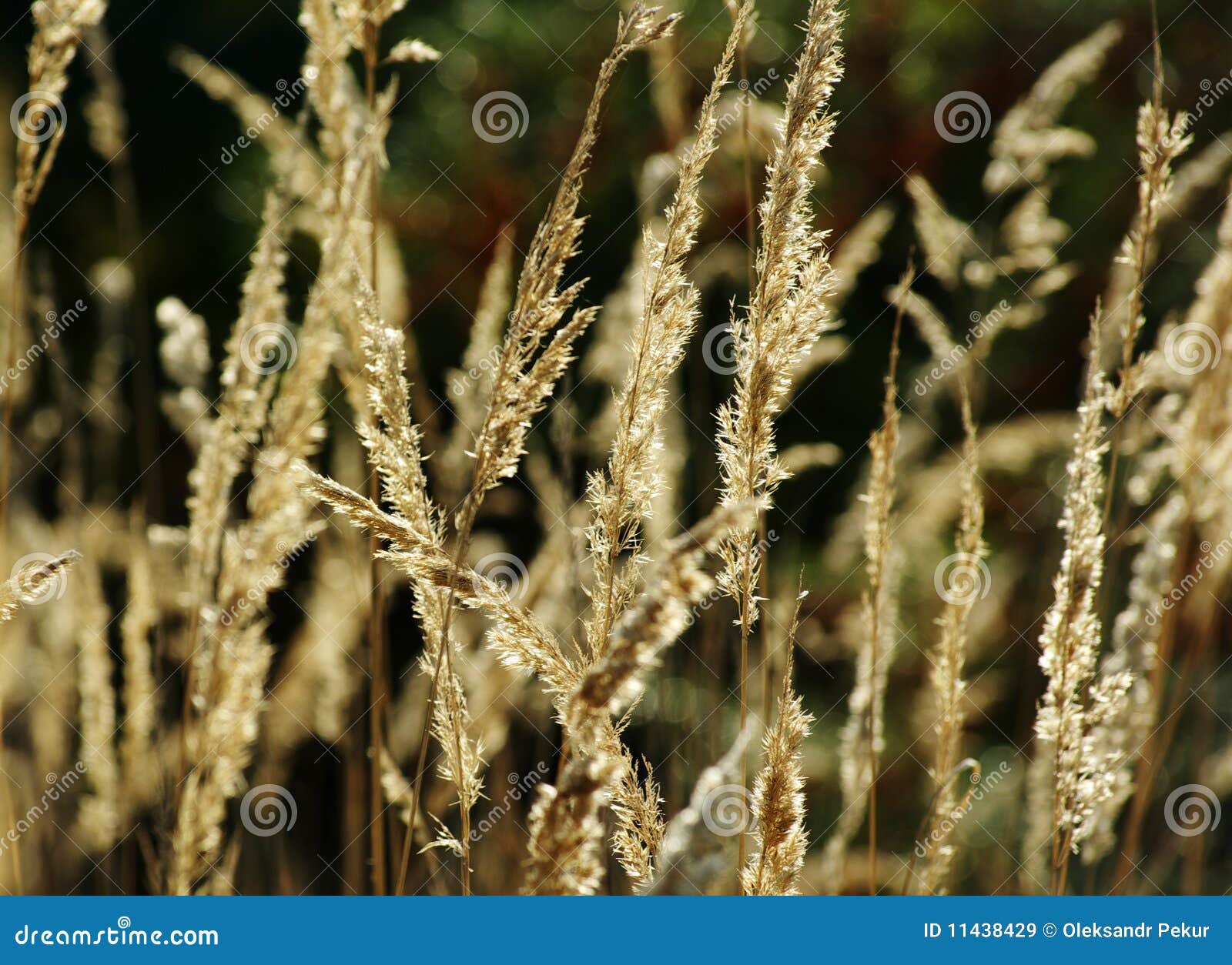 Withered yellow reed stock image. Image of dried, season - 11438429