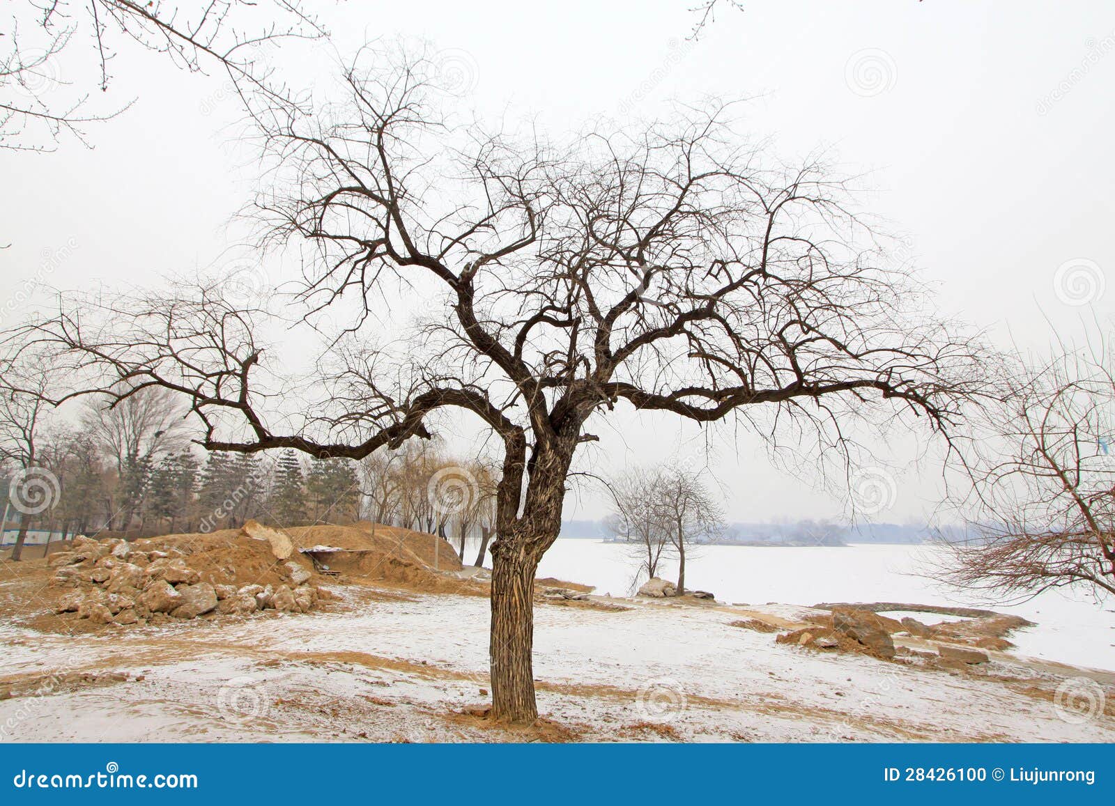 Withered and Yellow Trees in the Snow Stock Photo - Image of details ...