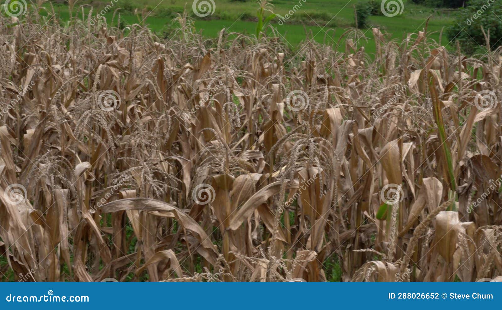 Withered and Yellowing Corn Straw Stock Footage - Video of yellowing ...