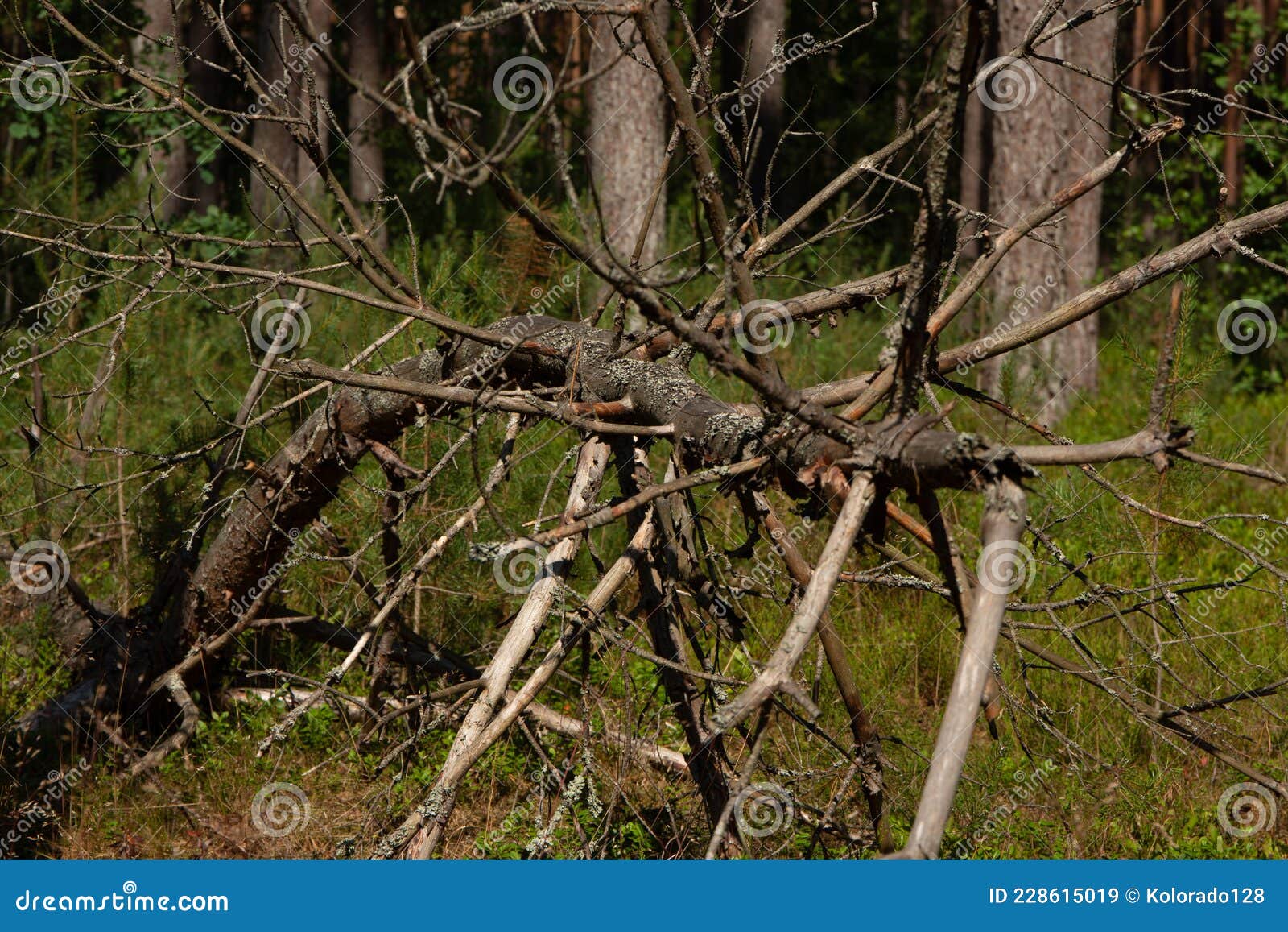 A withered young pine tree stock image. Image of brown - 228615019