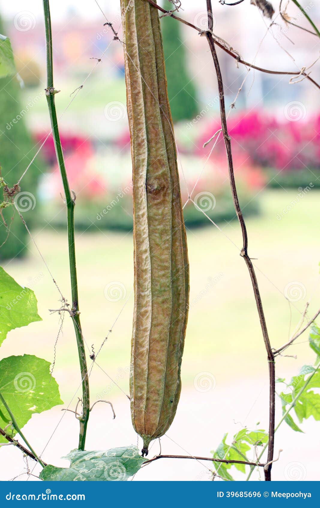Withered of zucchini hang. stock photo. Image of zucchini - 39685696