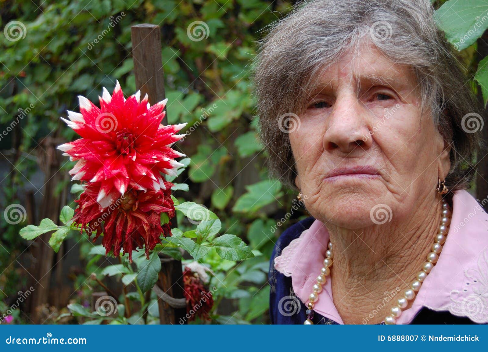 Withering of beauty stock image. Image of mother, conservative - 6888007