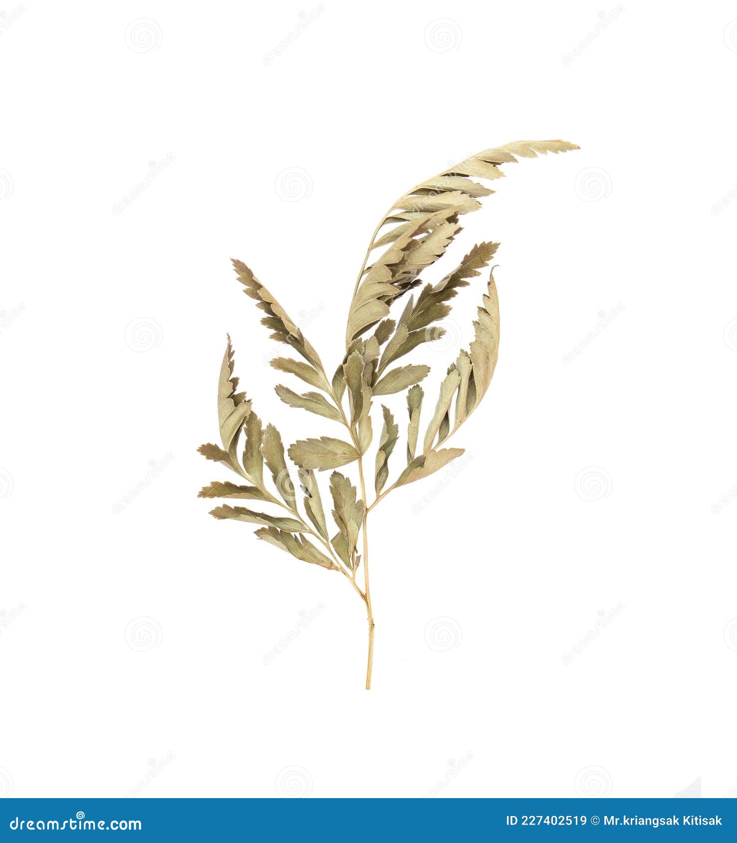 Withering Branches of Leaves Isolated on White Background Stock Image ...