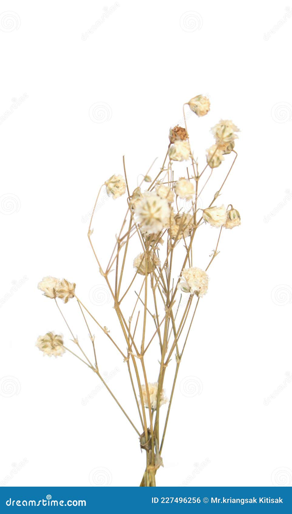 Withering Branches of Leaves Isolated on White Background Stock Photo ...