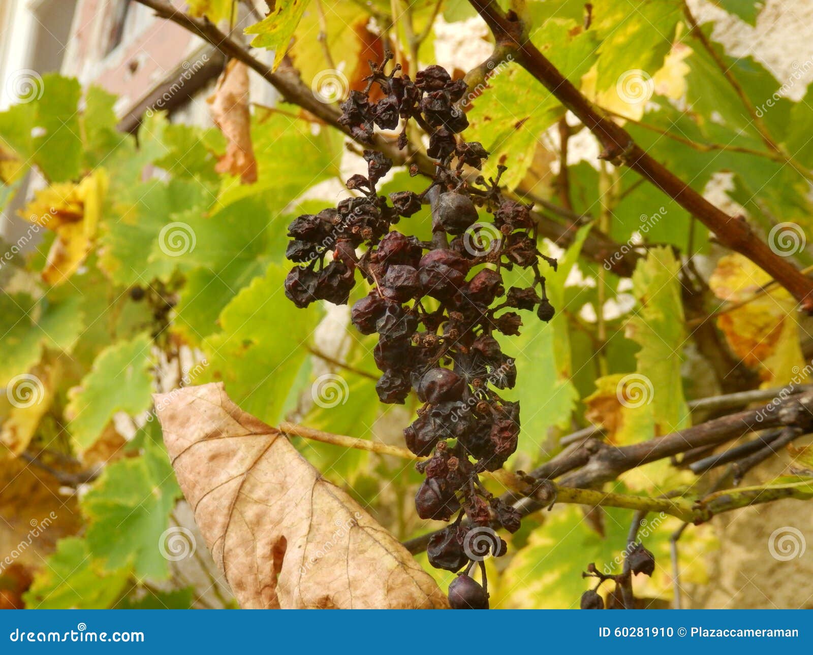 Withering Bunch of grapes stock photo. Image of organic - 60281910