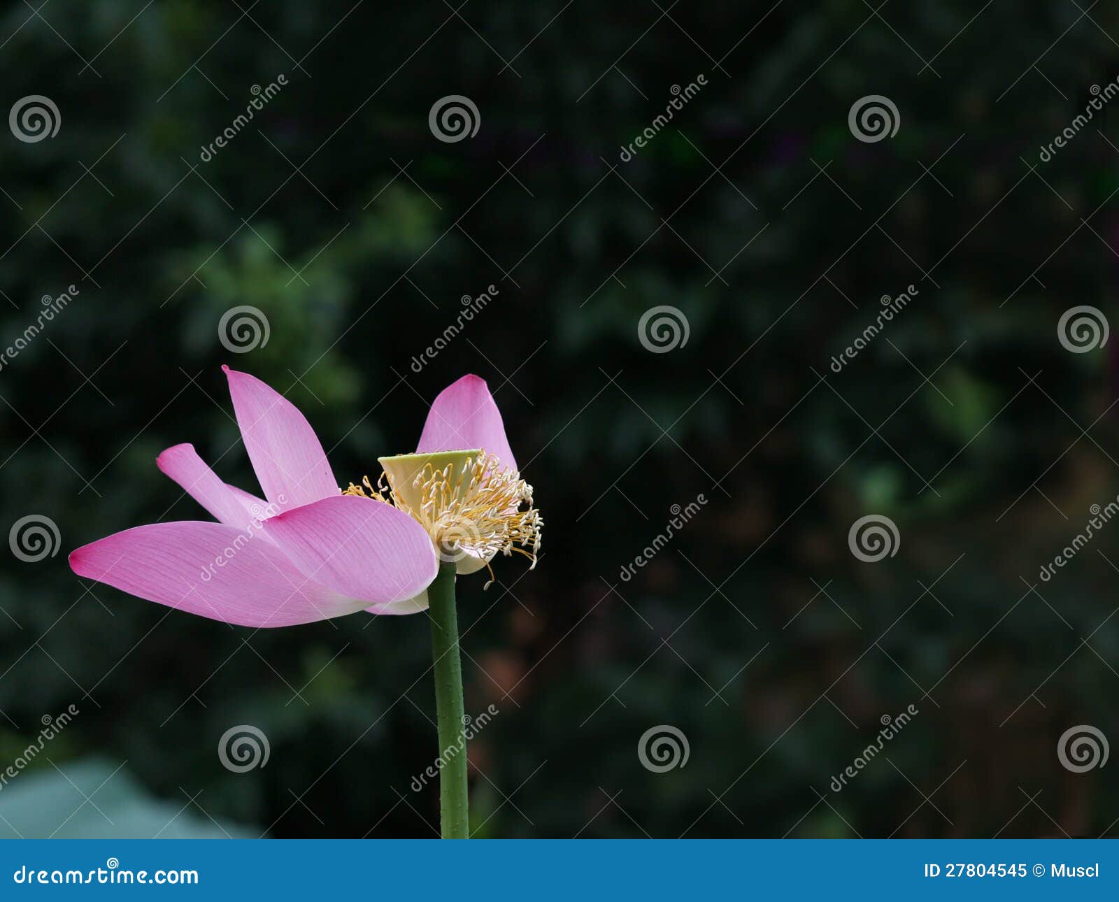 Withering and Falling Water Lily Stock Image - Image of water, pink ...