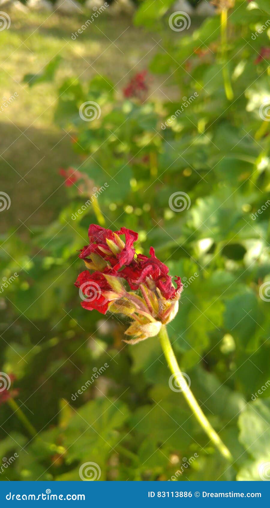 Withering Flower stock photo. Image of fields, beauty - 83113886