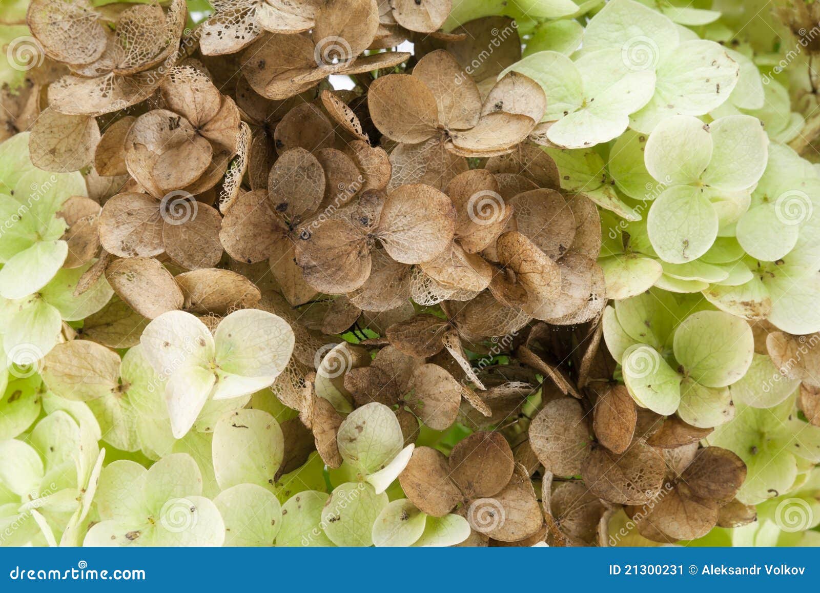 Withering Flowers of a Garden Hydrangea Stock Image - Image of ...