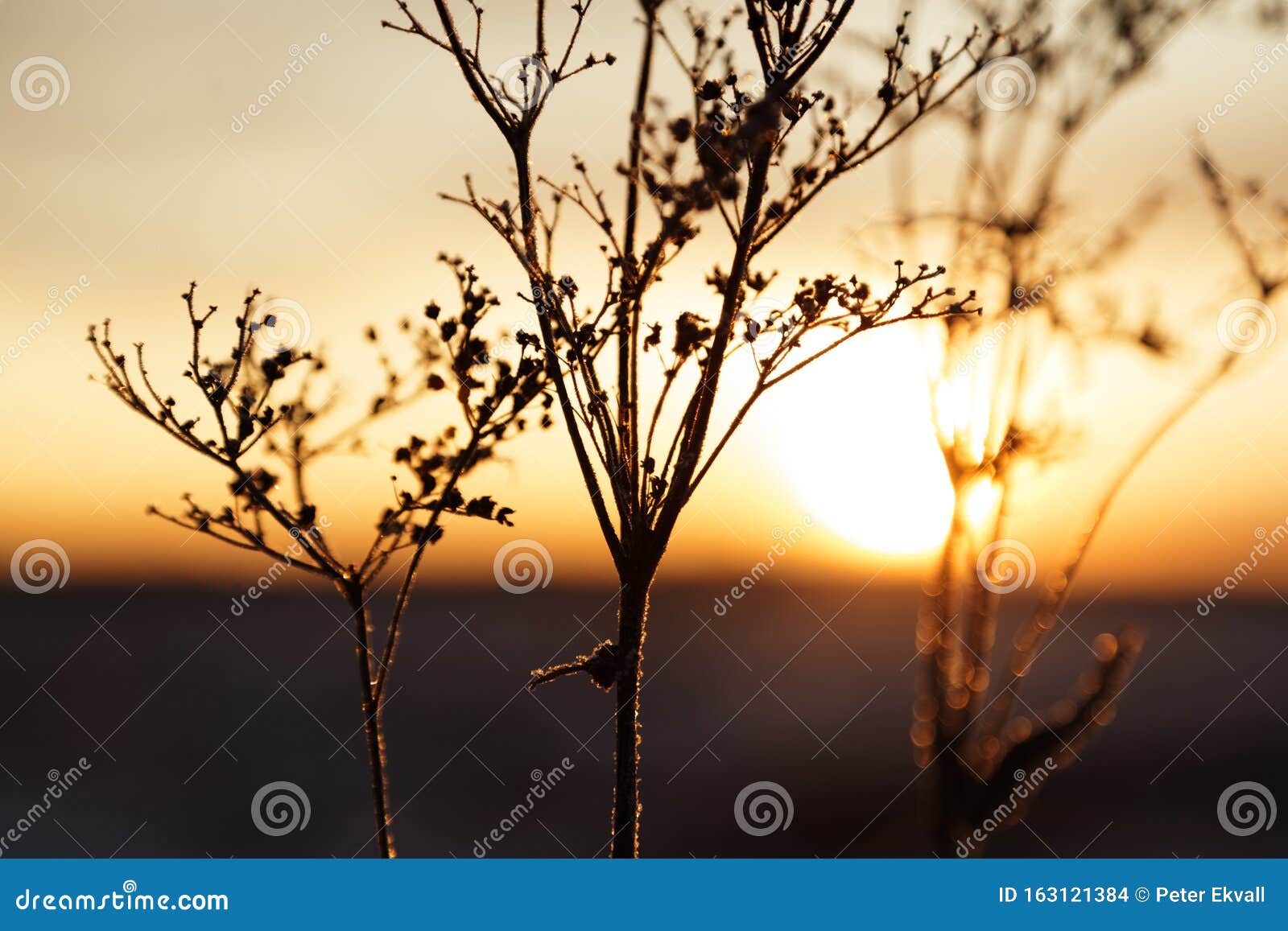 Withering Flowers at Sunset on Robacks Fields in Umea Stock Photo ...