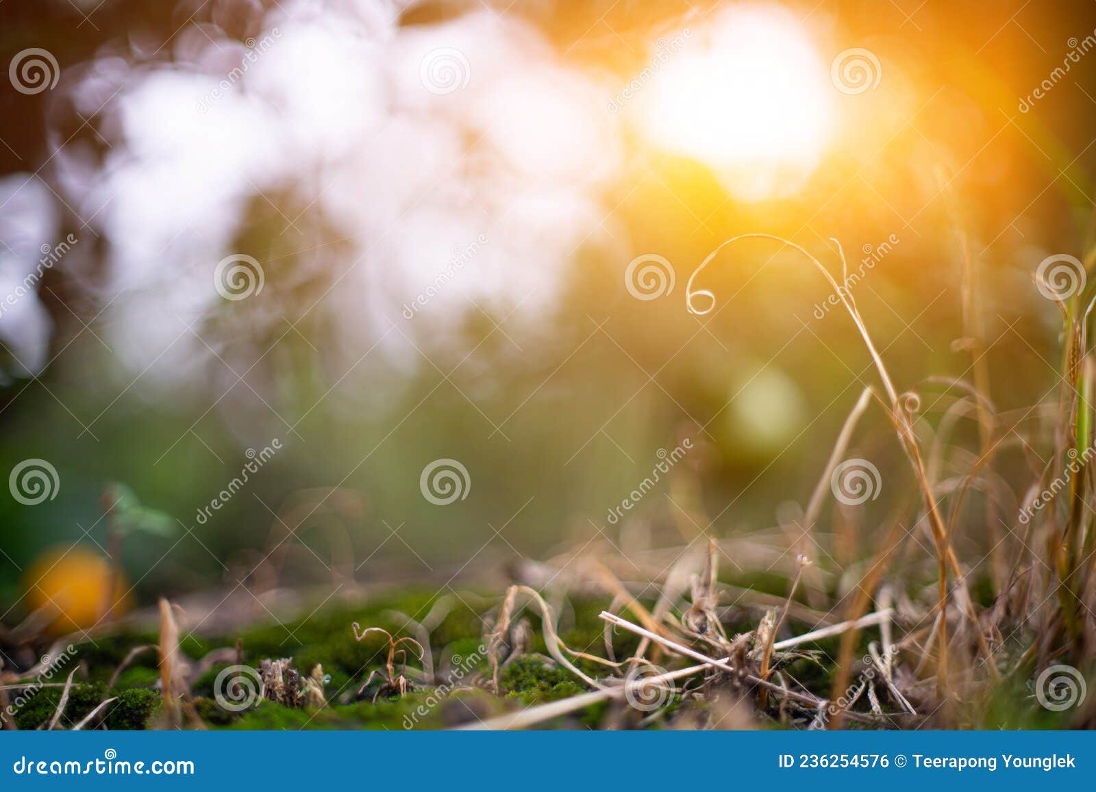 The Withering Grass Died at Dawn in the Sunlight Stock Photo - Image of ...