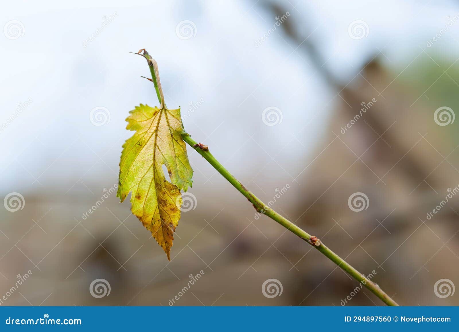 Withering Leaf Close-up. Wet Leaf. Selective Focus Stock Photo - Image ...