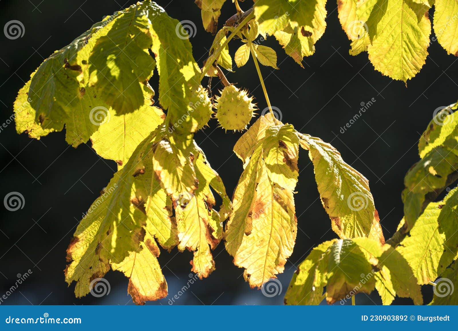 Withering Leaves of Chestnut Tree in Autumn Stock Photo - Image of ...