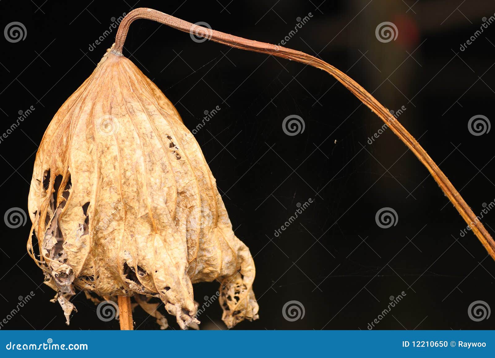Withering lotus leaf stock photo. Image of pond, annuals - 12210650