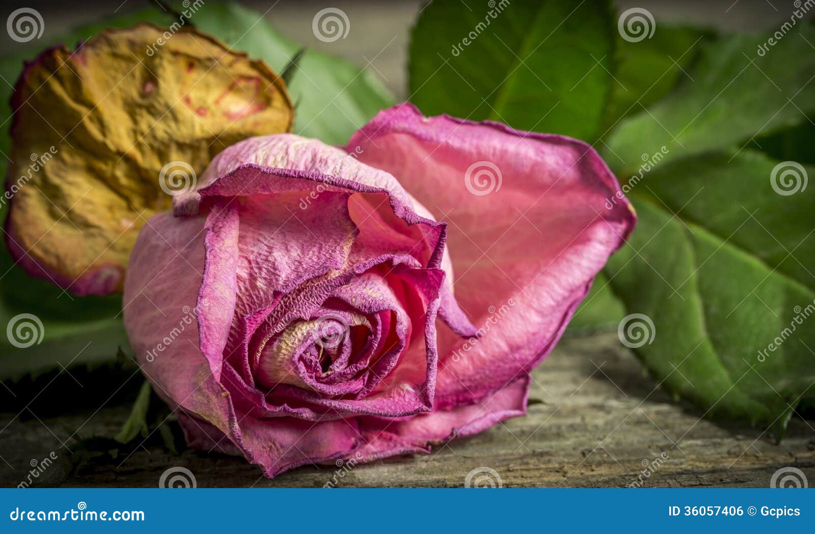 Withering pink rose stock photo. Image of plant, decay - 36057406