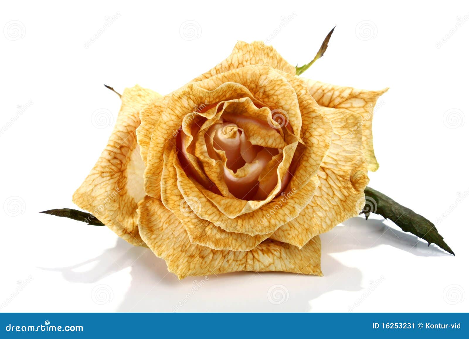 1,139 Withering Rose Stock Photos - Free & Royalty-Free Stock Photos ...