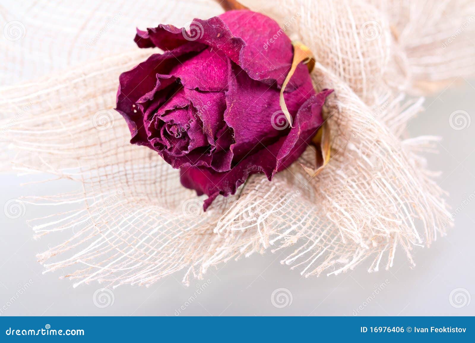 Withering rose stock photo. Image of passion, tranquil - 16976406
