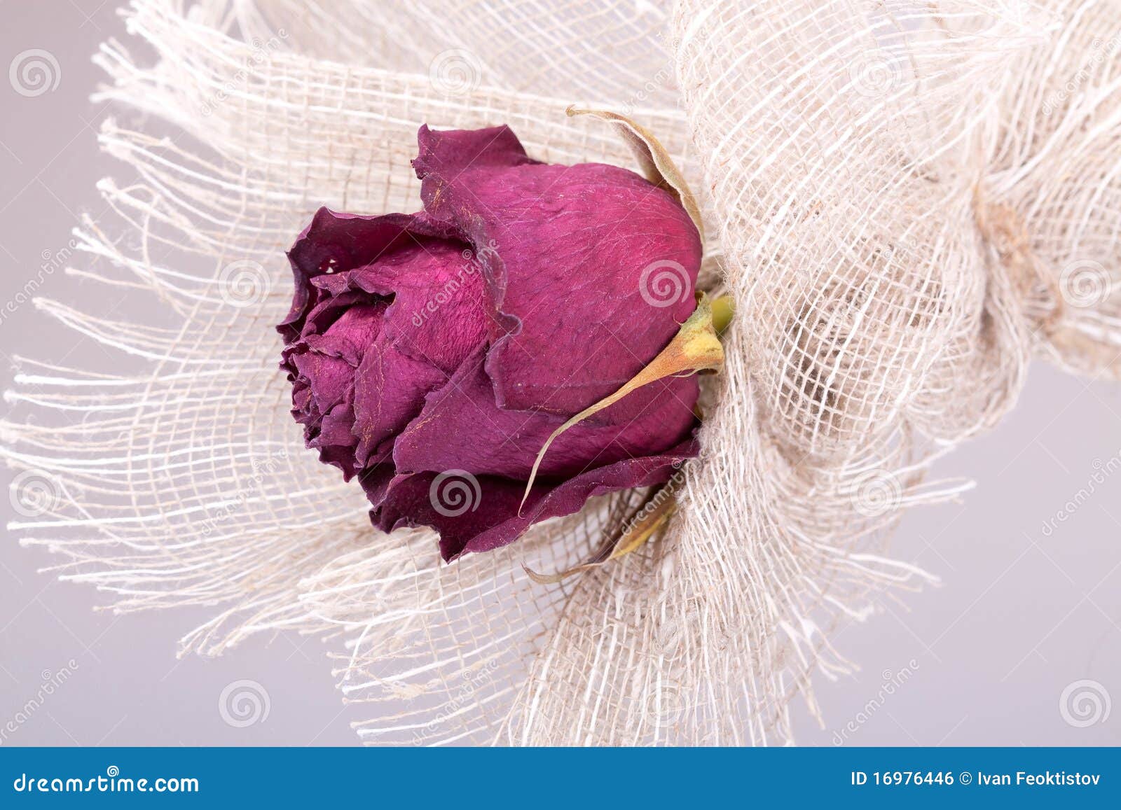 Withering rose stock photo. Image of floral, flower, dead - 16976446