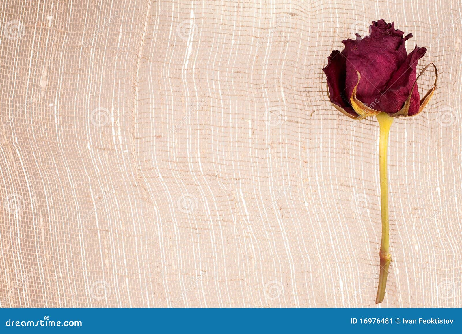Withering rose stock image. Image of dead, rose, simplicity - 16976481