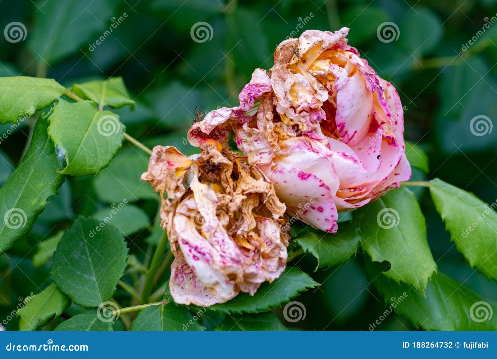 Withering rose stock photo. Image of nature, large, fresh - 188264732