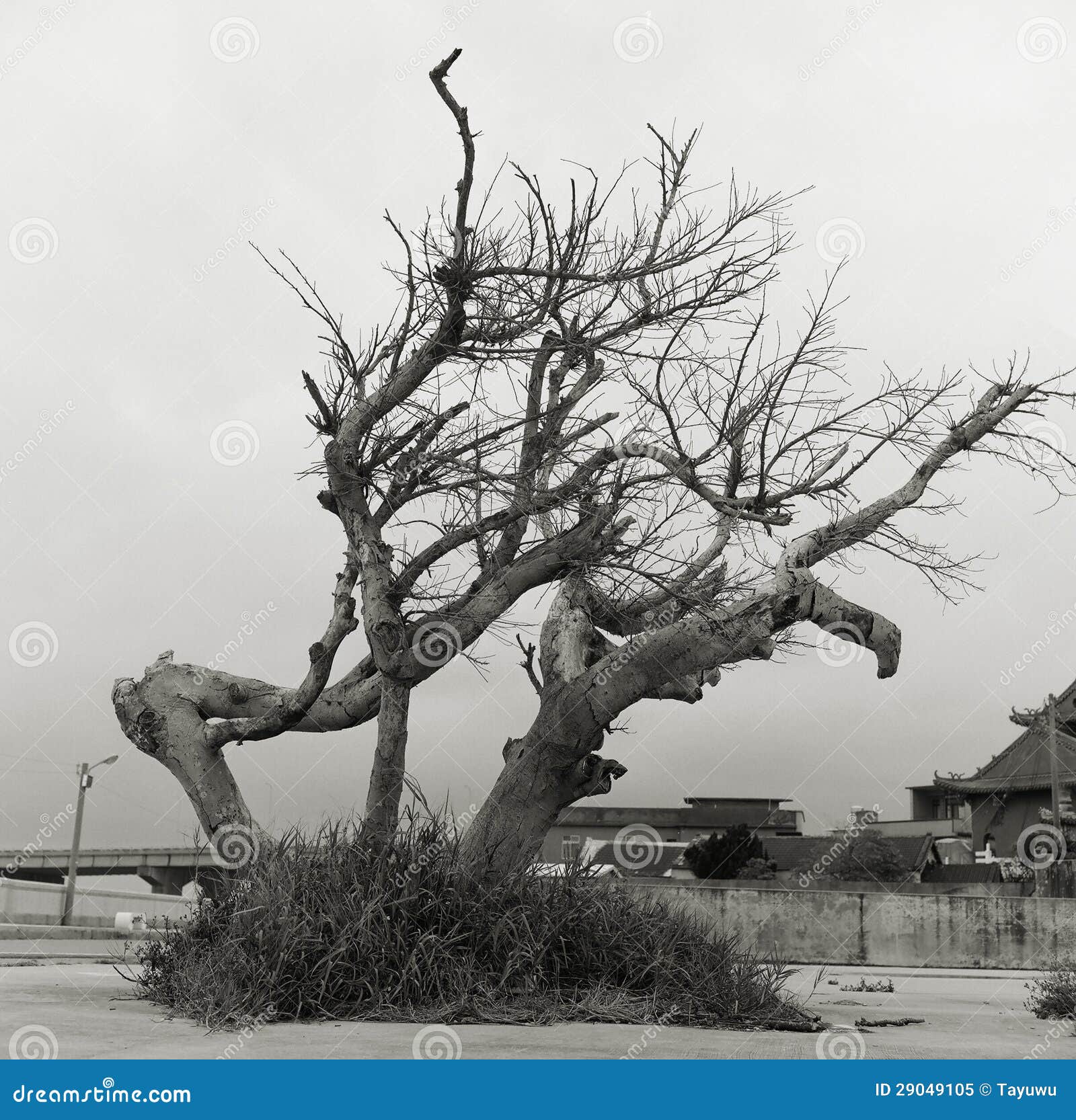Withering trees stock image. Image of pollution, cold - 29049105
