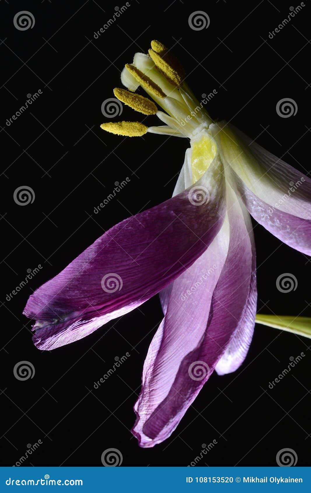 Withering Tulip Flowers on a Dark Stock Photo - Image of beauty ...