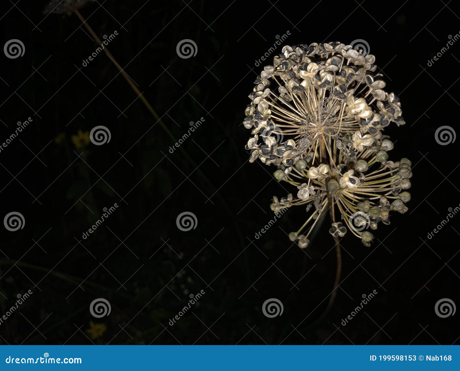 Withering White Flower in the Dark Stock Image - Image of beauty ...