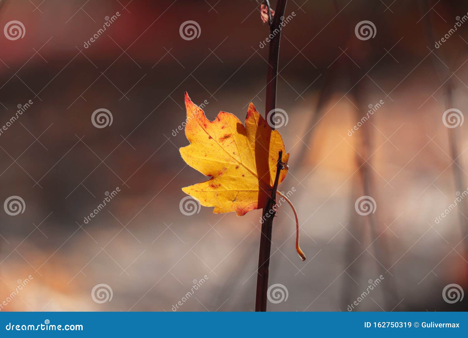 Withering Yellow Leaf in Autumn Sunlight Stock Image - Image of multi ...