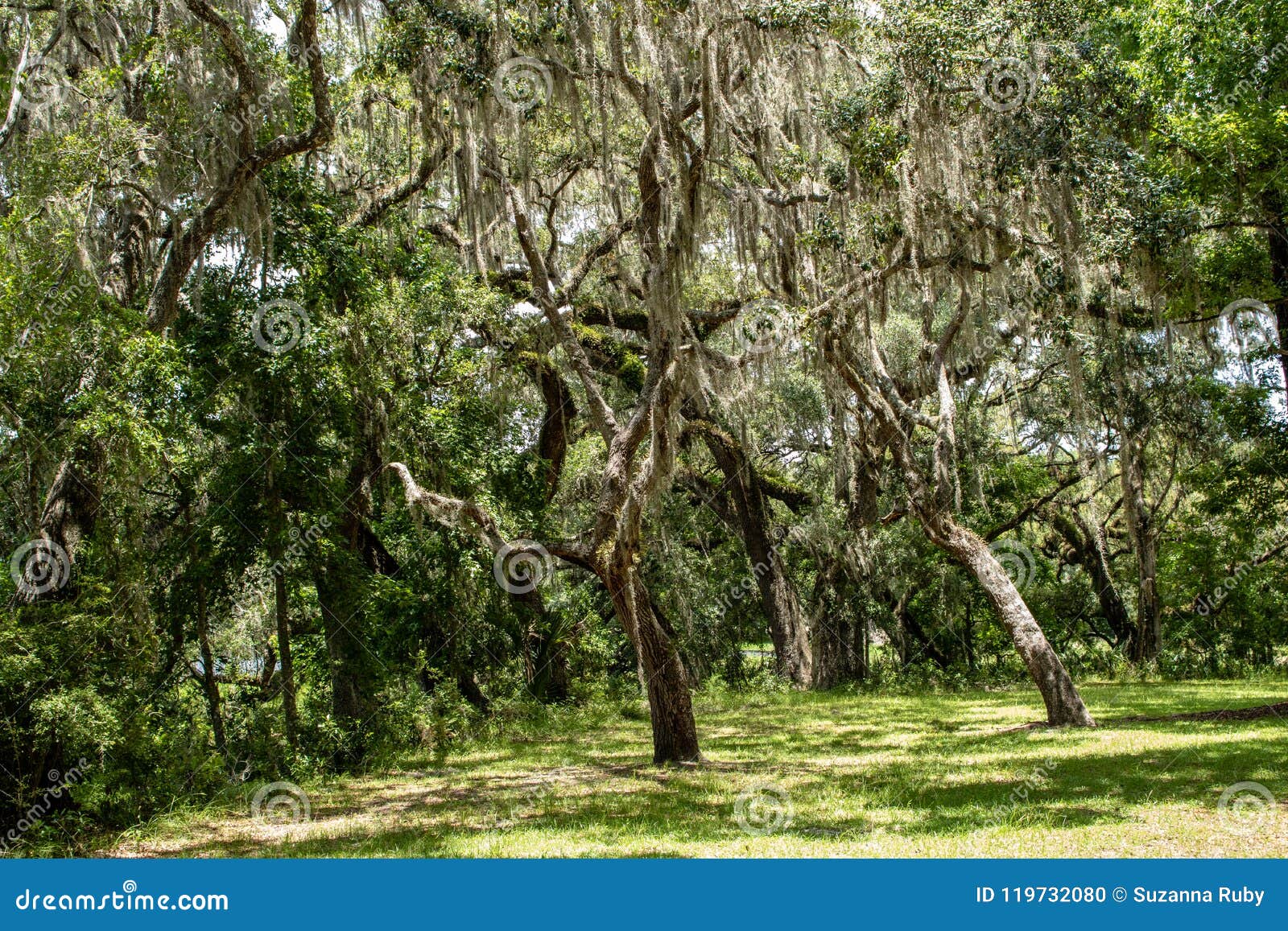 Withlacoochee State Forest stock photo. Image of green - 119732080