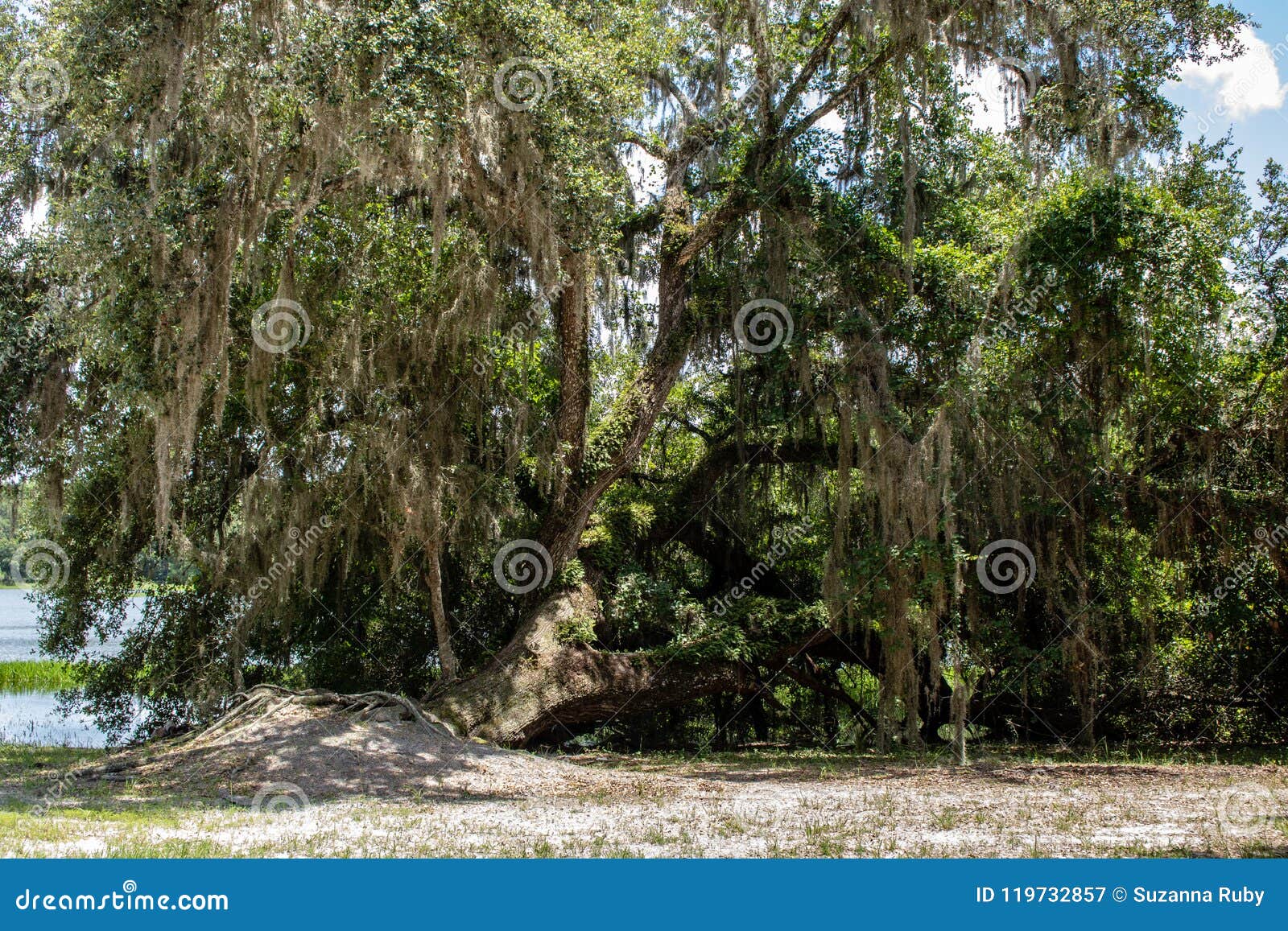Withlacoochee State Forest stock image. Image of forest - 119732857
