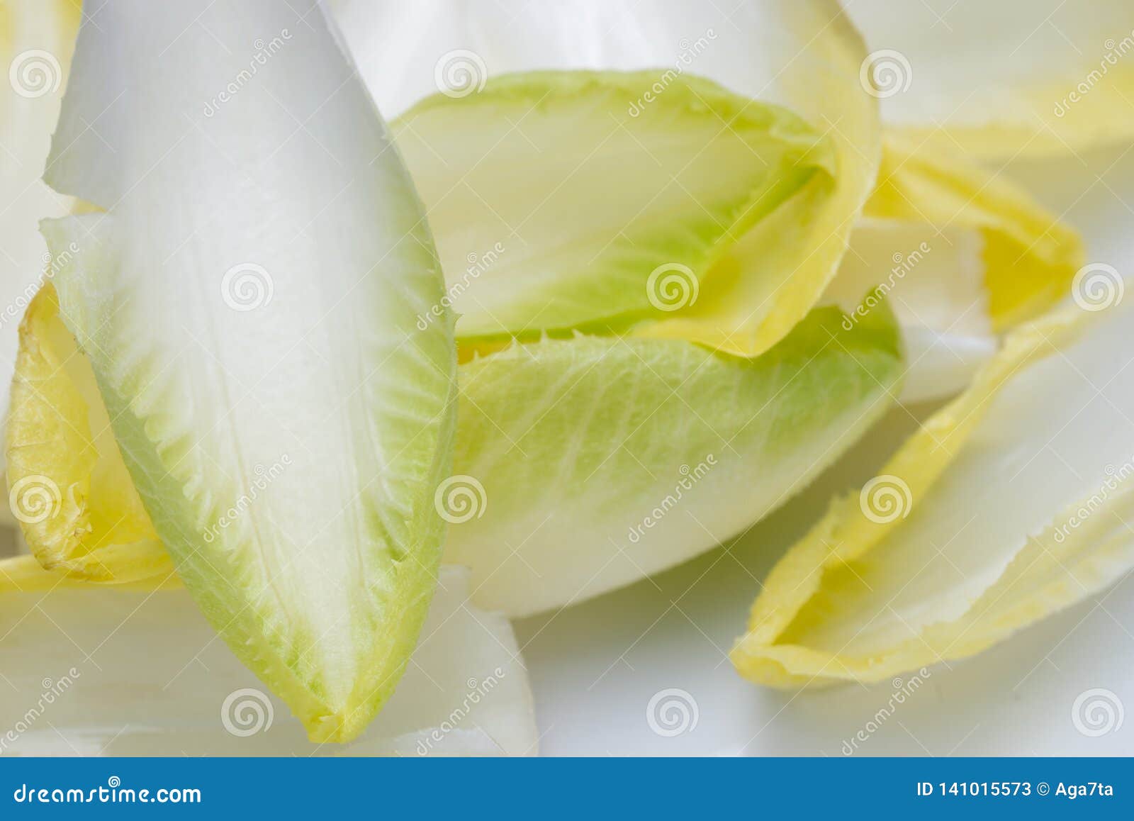 Witloof Belgian Endive/ Chicory Fresh Leaves Stock Image - Image of ...