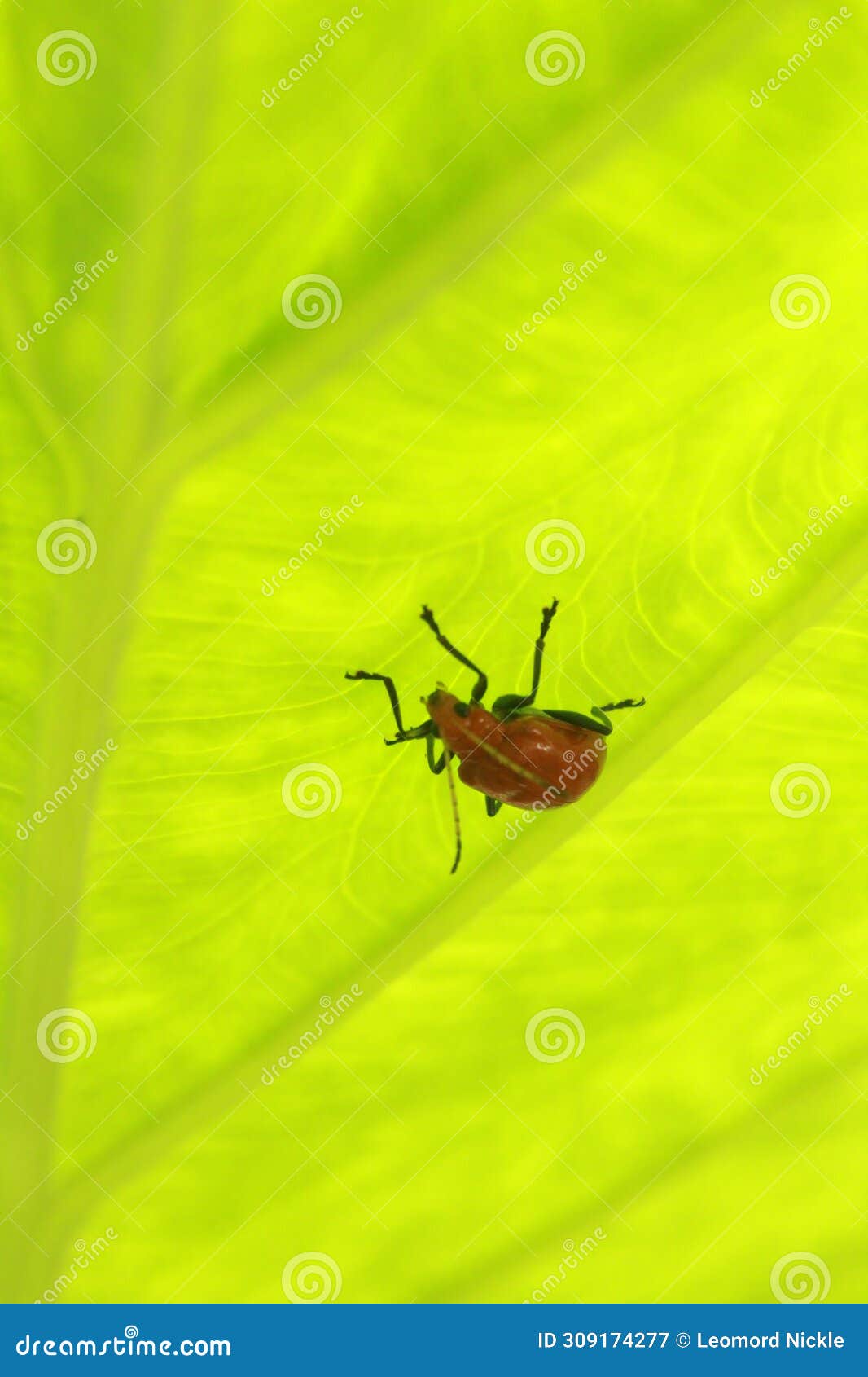 Intricate Camouflage: Hidden Insects among Foliage Stock Image - Image ...