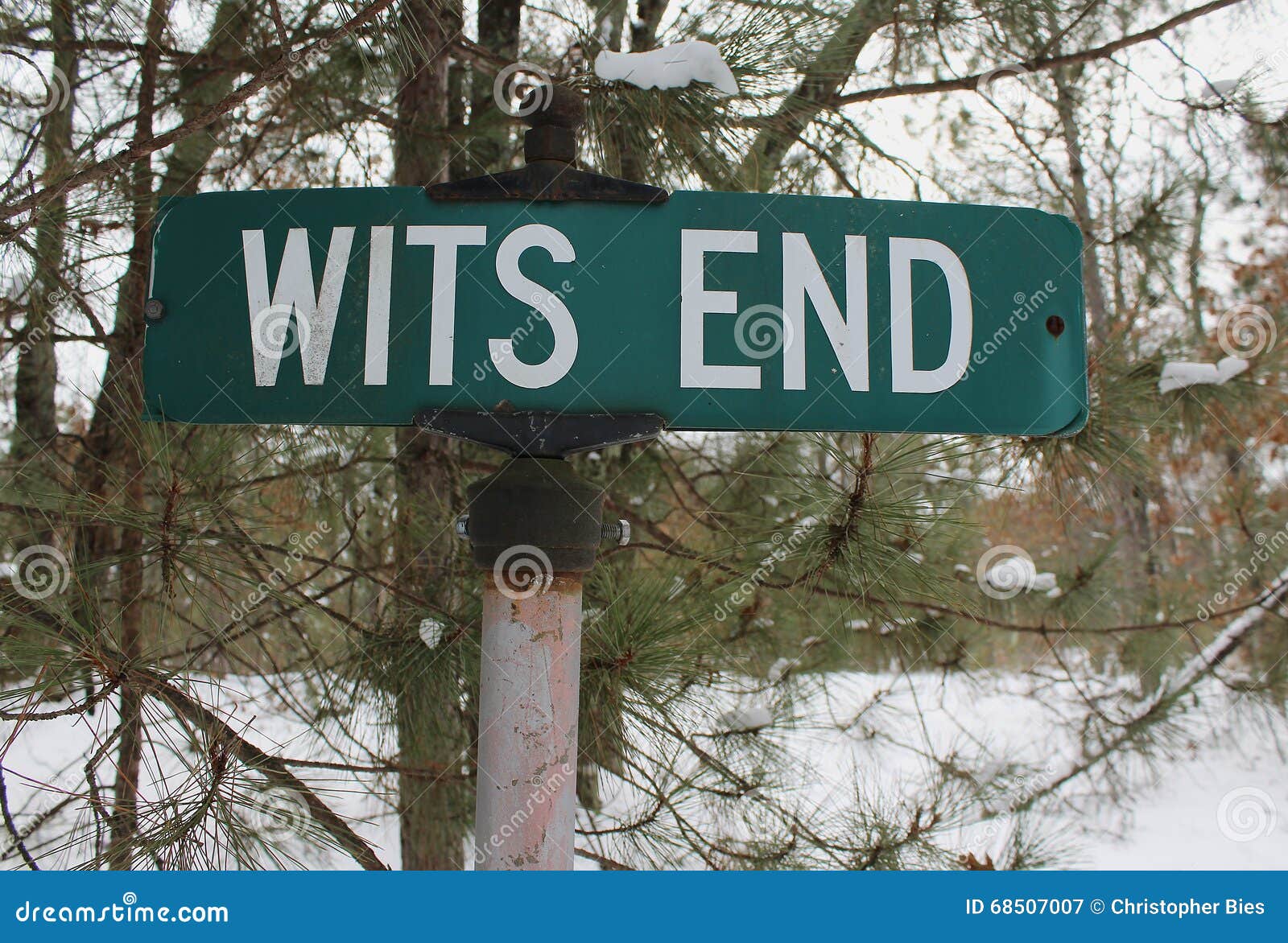 Wits End stock image. Image of needles, tree, ground - 68507007