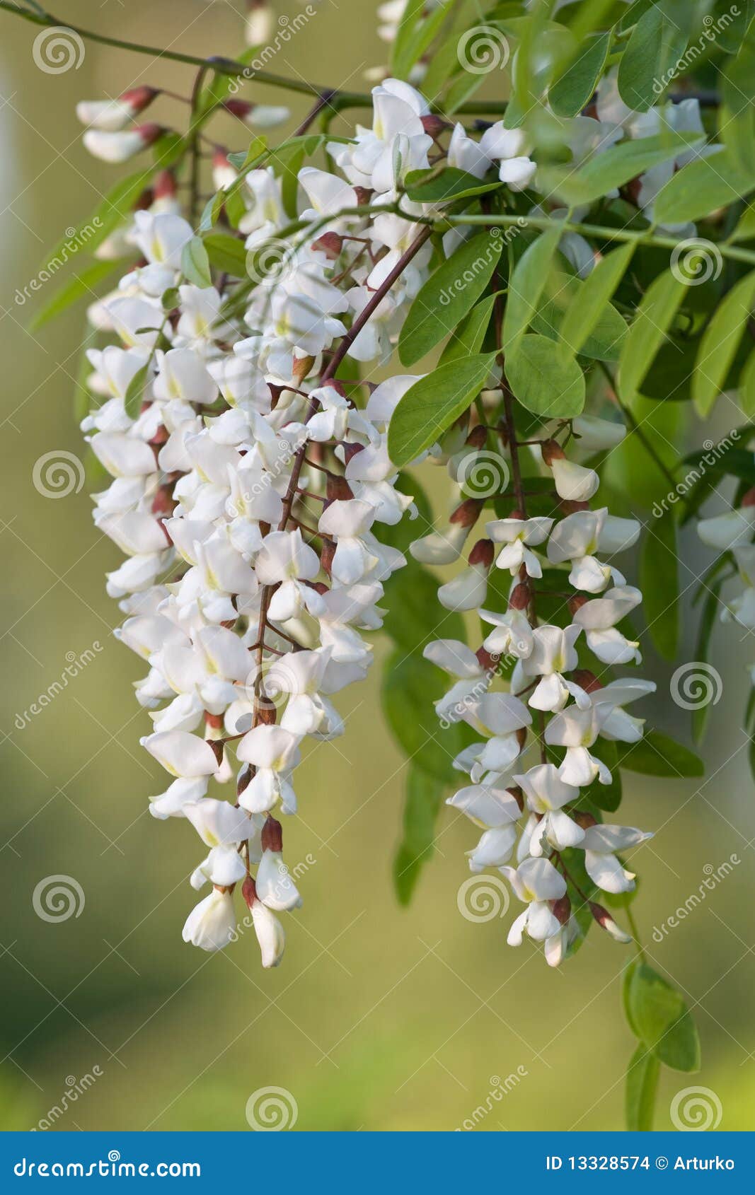 Witte Acacia stock foto. Image of bloem, park, nave, tuin - 13328574