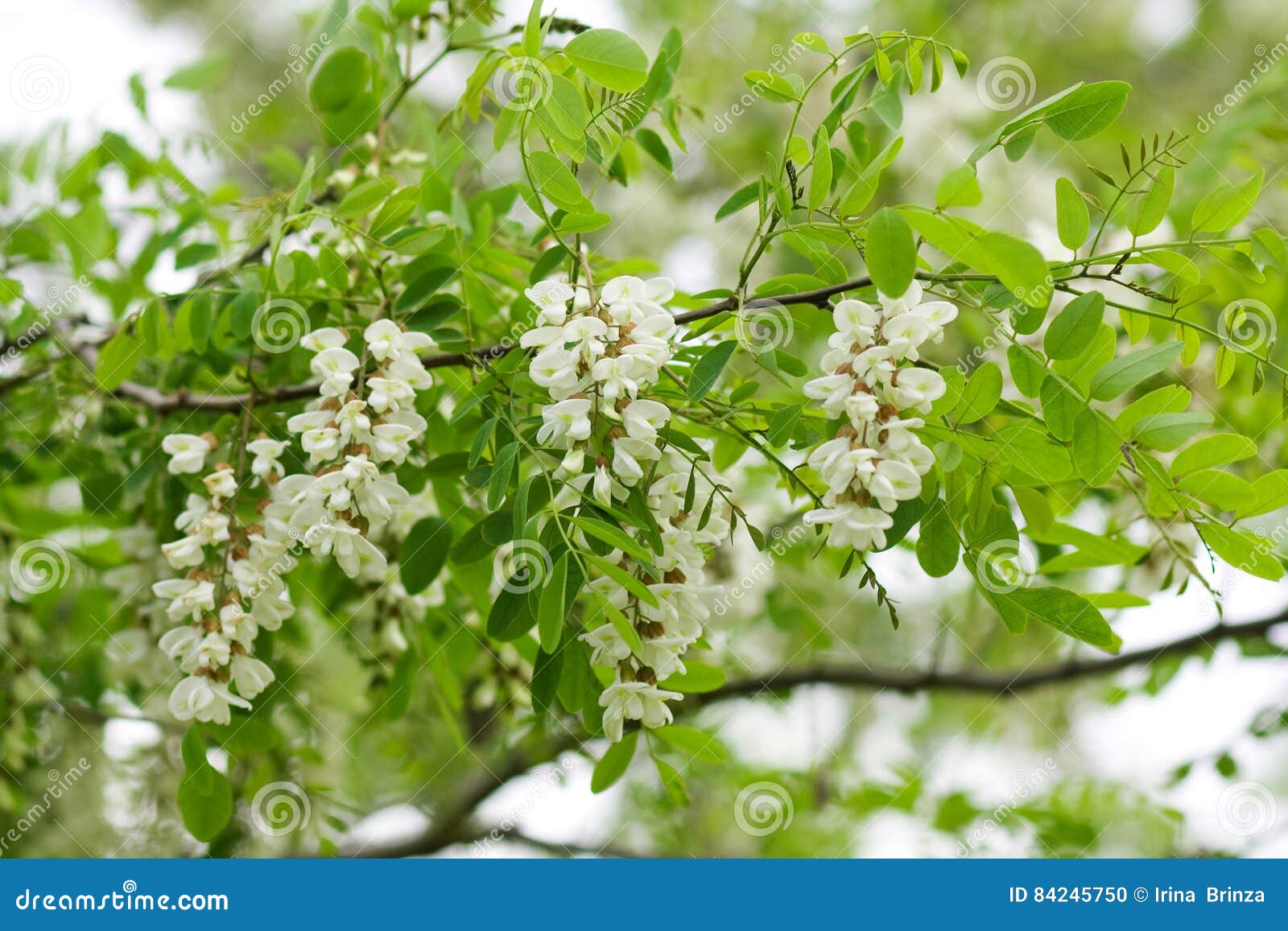 Witte acacia stock foto. Image of sluit, gebladerte, motie - 84245750