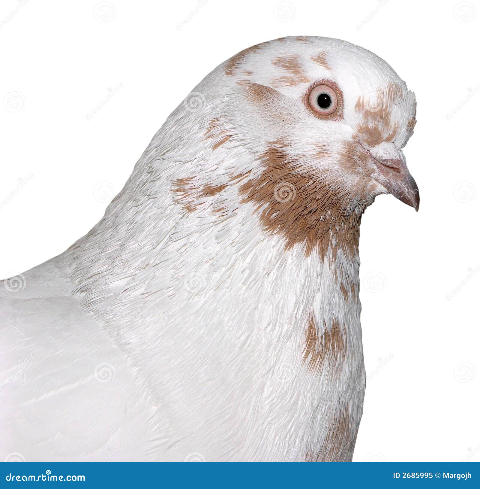 Witte & Bruine Duif stock afbeelding. Image of profiel - 2685995