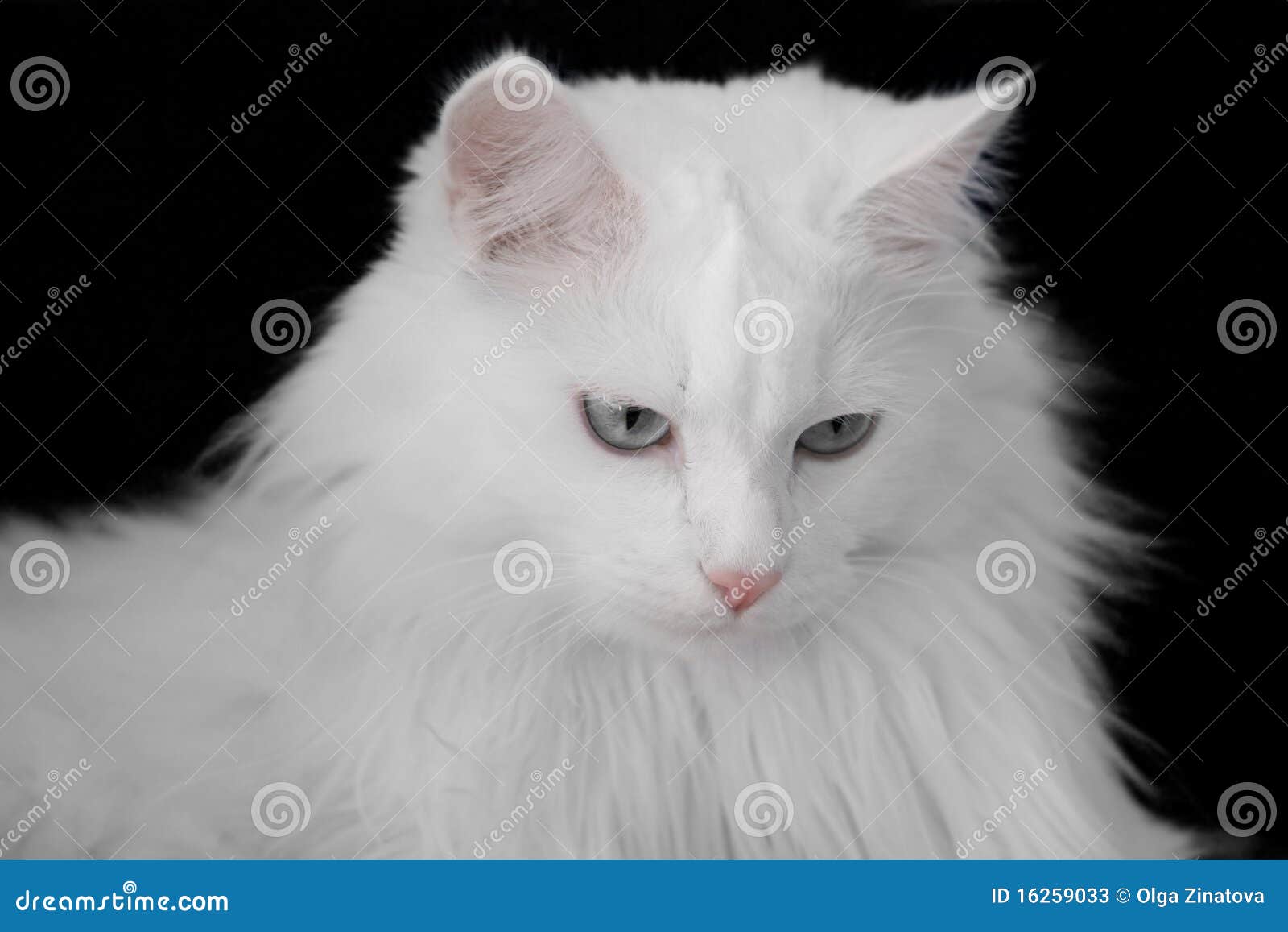 Witte angora kat stock afbeelding. Image of ogen, geel - 16259033